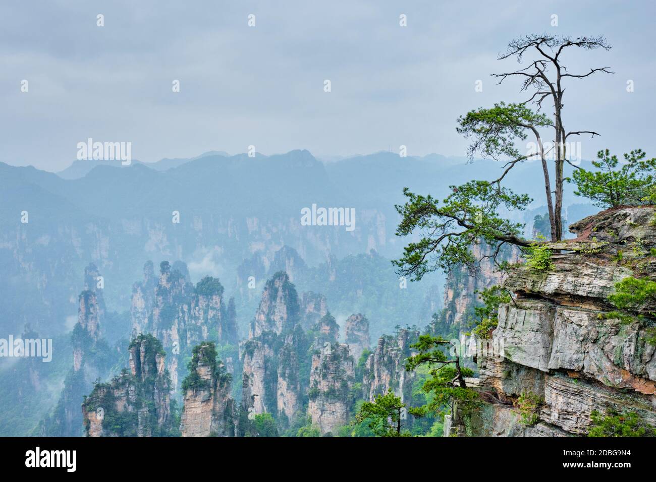 Famous tourist attraction of China - Zhangjiajie stone pillars cliff ...