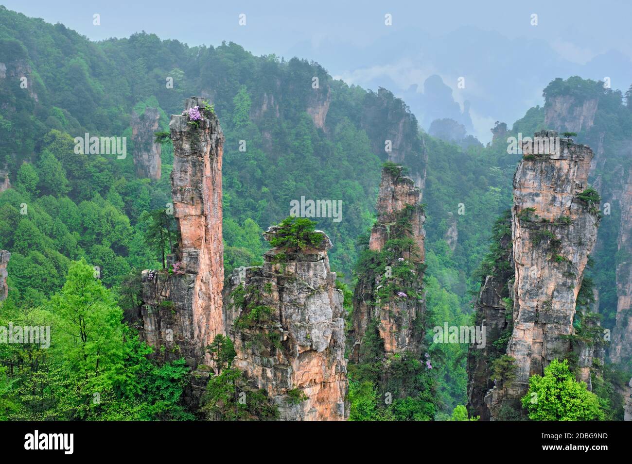 Famous tourist attraction of China - Zhangjiajie stone pillars cliff ...