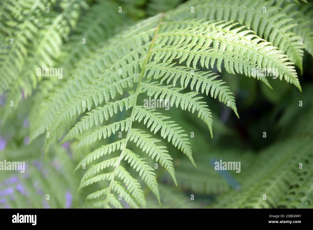 Fernwallpaper hi-res stock photography and images - Alamy