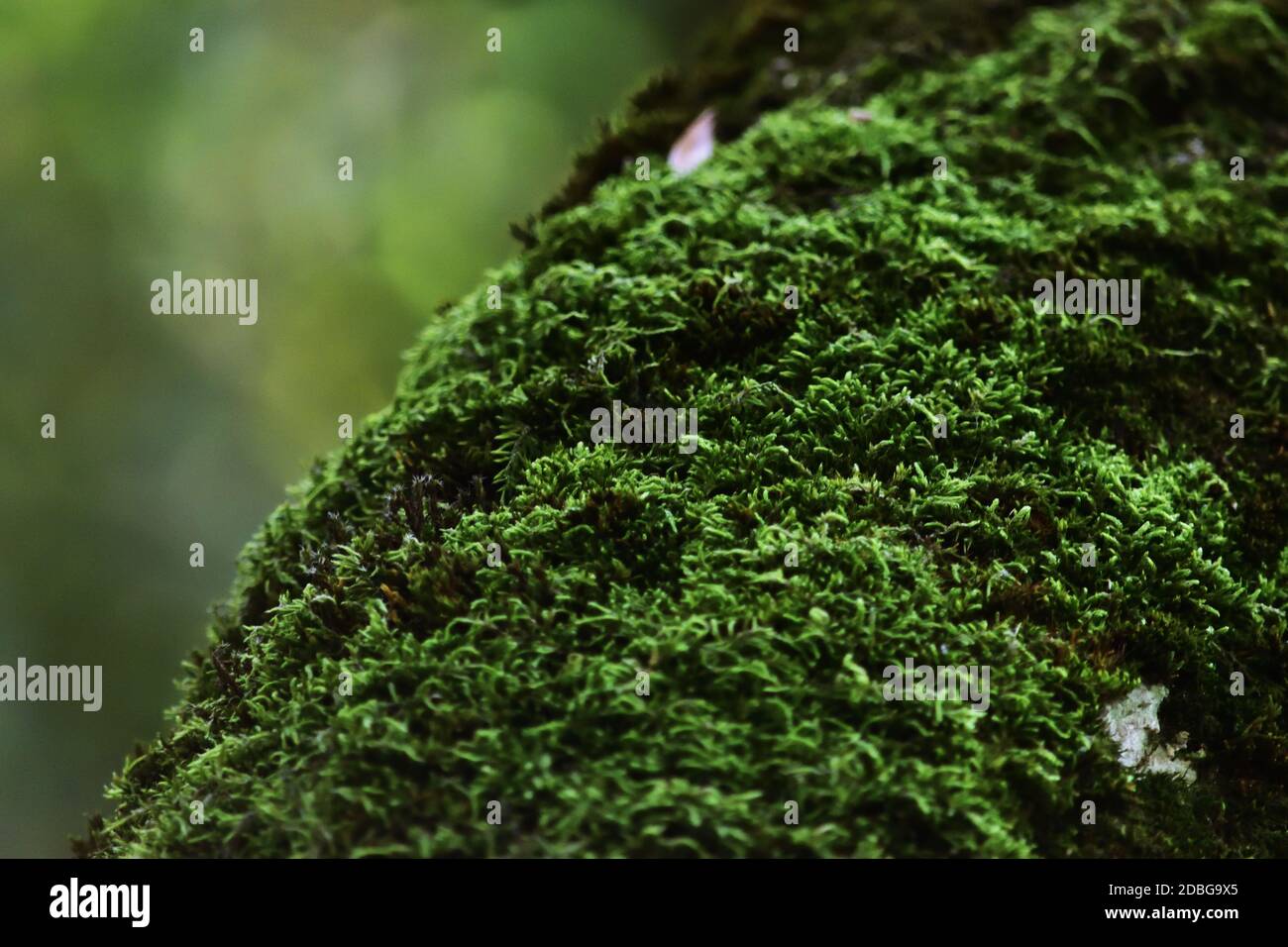 Dead tree with moss, blurred green background Stock Photo - Alamy
