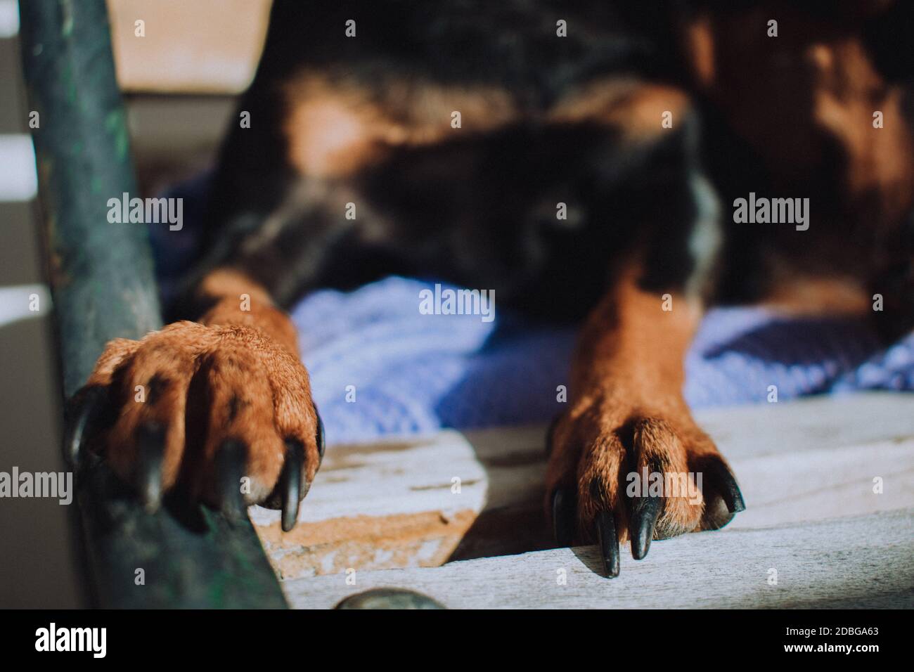 Fragile dog hi-res stock photography and images - Alamy