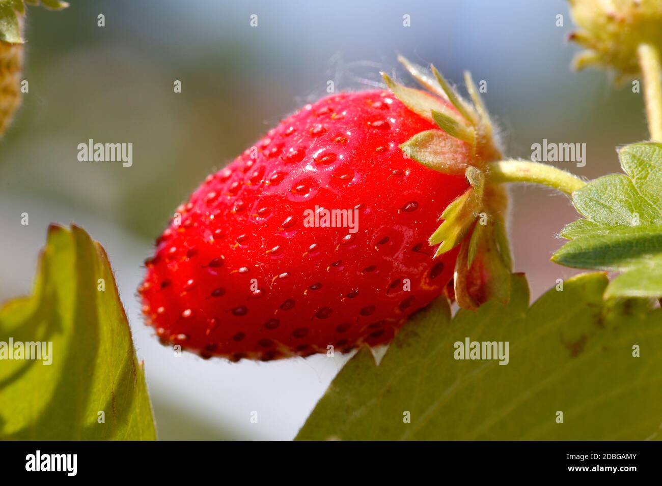 Strawberry in the garden hi-res stock photography and images - Alamy