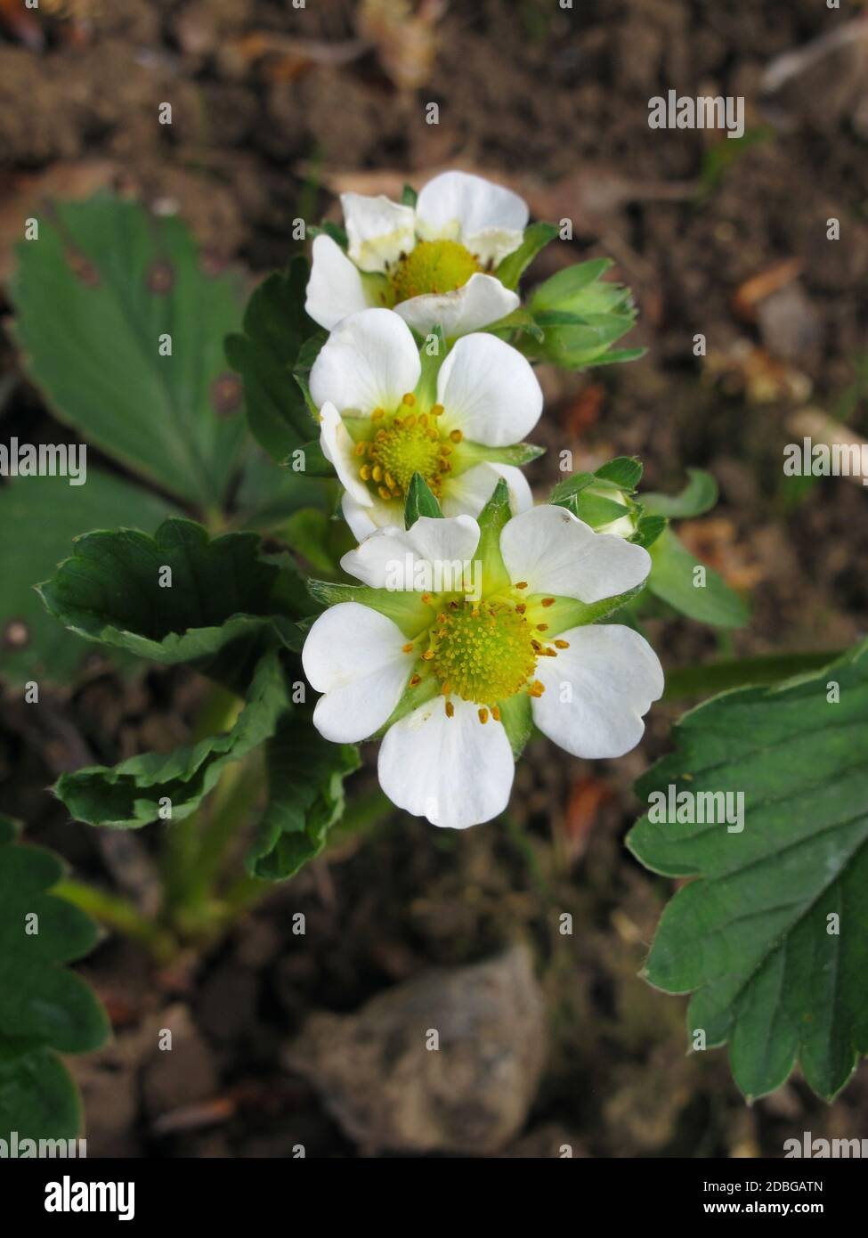 the strawberry blossom in the garden Stock Photo - Alamy