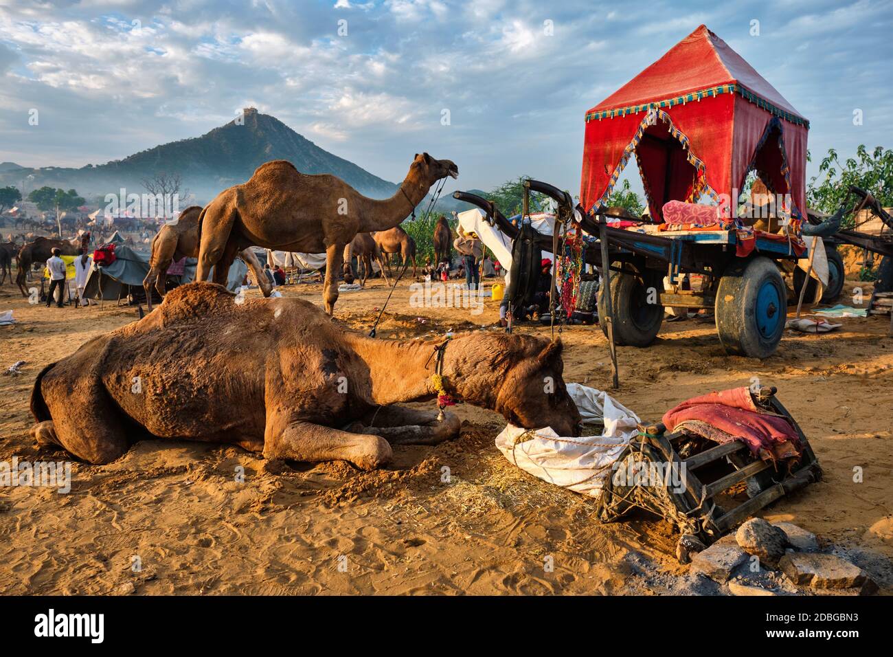 Camels at Pushkar Mela Pushkar Camel Fair famous tourist attraction in ...