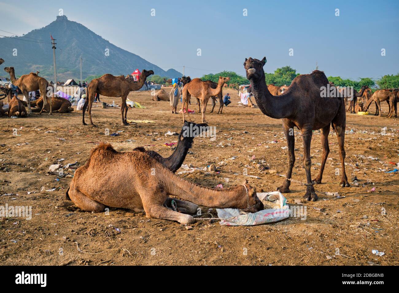 Camels at Pushkar Mela Pushkar Camel Fair famous tourist attraction in ...