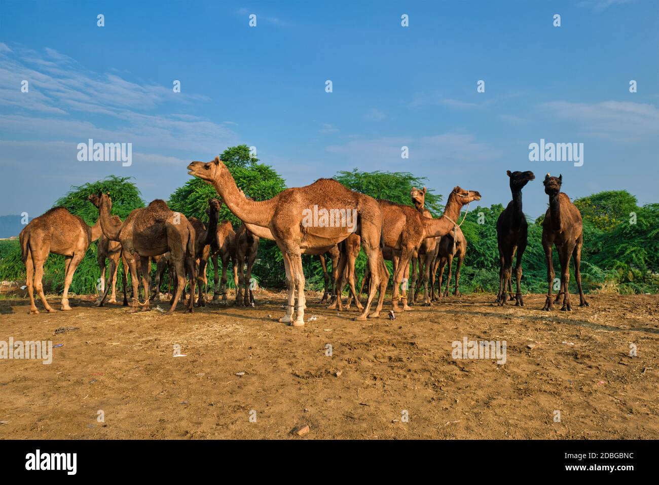 Camels at Pushkar Mela Pushkar Camel Fair famous tourist attraction in ...
