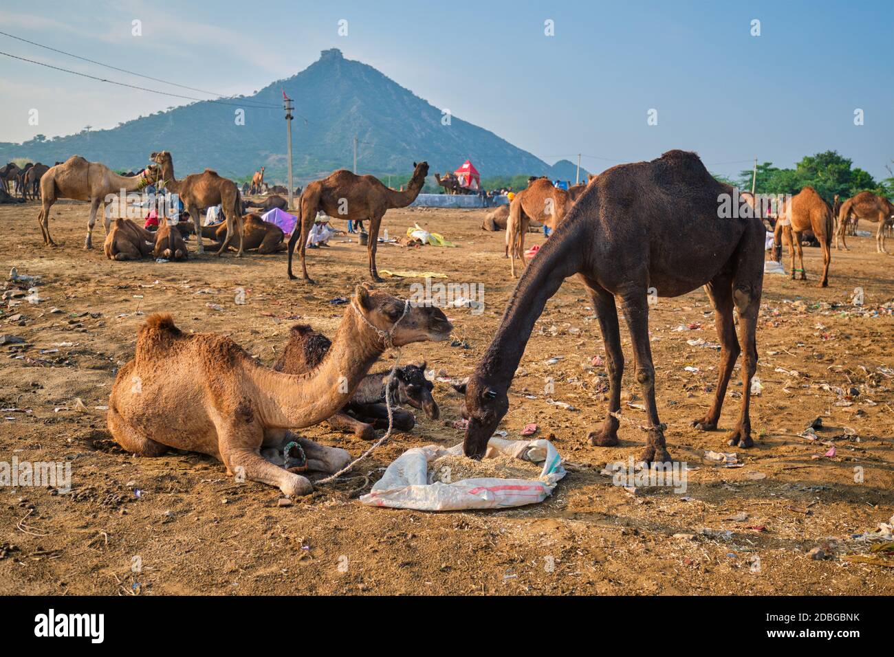 Camels at Pushkar Mela Pushkar Camel Fair famous tourist attraction in ...