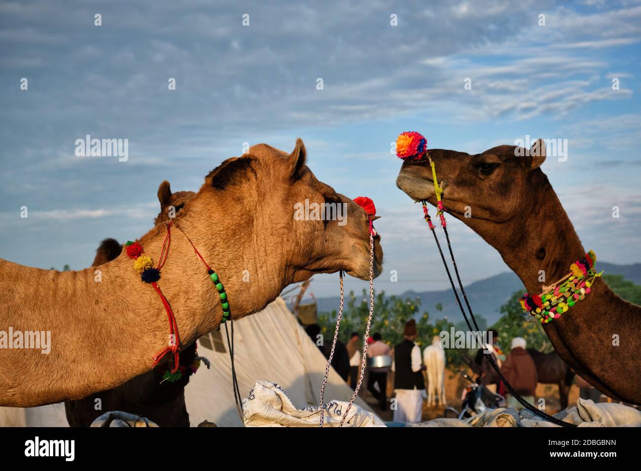 Camels at Pushkar Mela Pushkar Camel Fair famous tourist attraction in ...