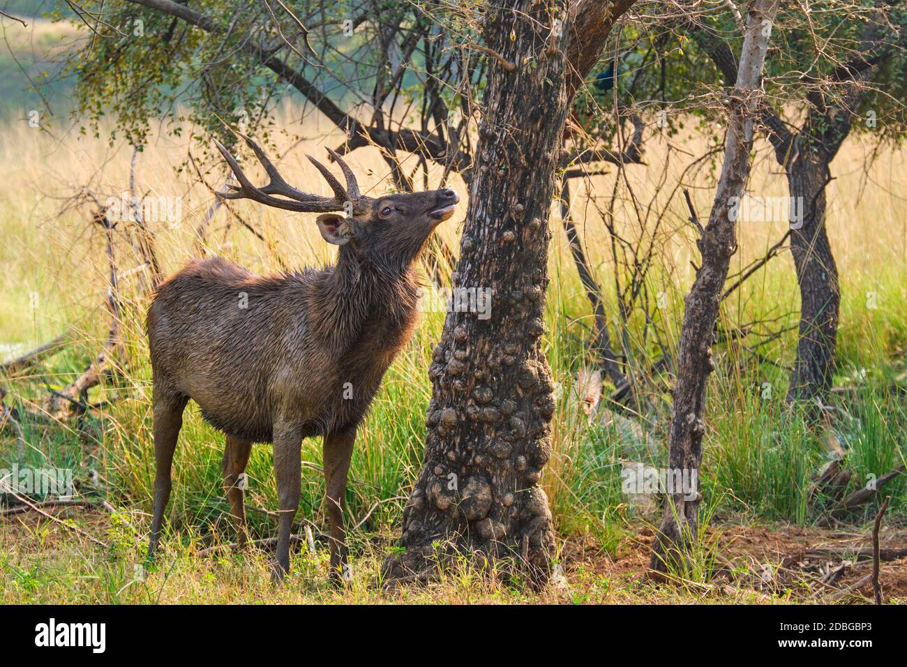 Male sambar (Rusa unicolor) deer eating tree leaves in the forest ...