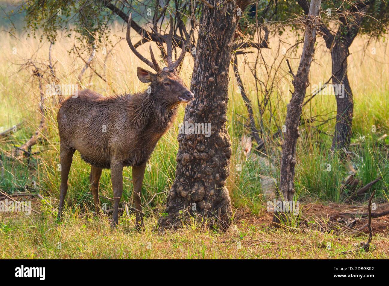 Male sambar (Rusa unicolor) deer eating tree leaves in the forest ...