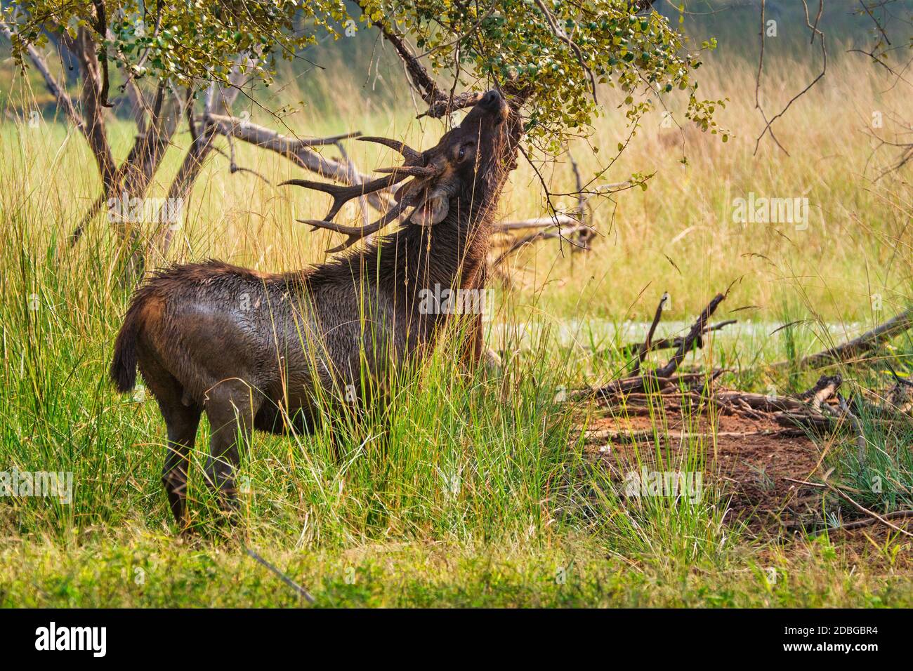 Male sambar (Rusa unicolor) deer eating tree leaves in the forest ...