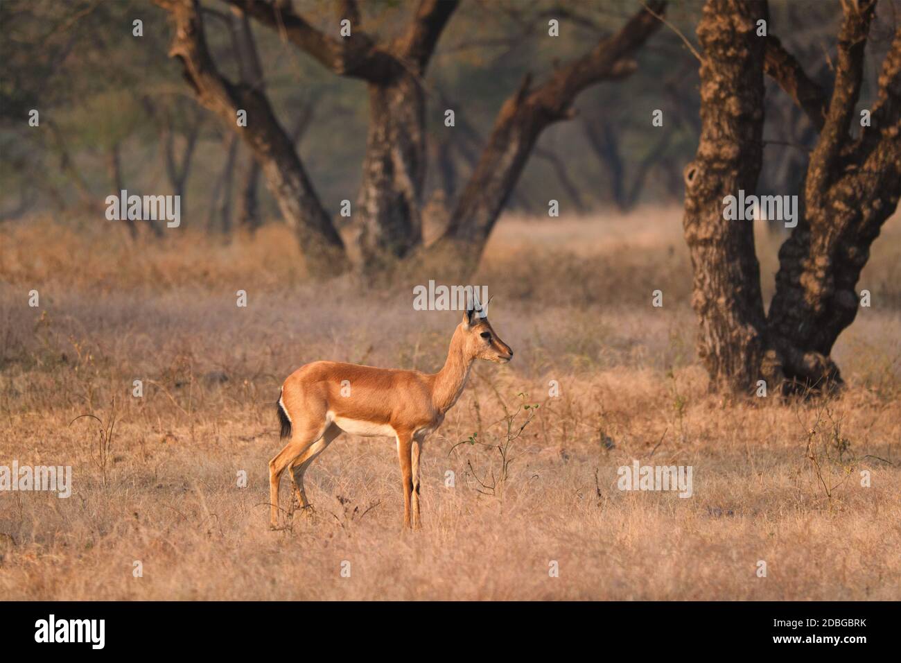 Young Indian bennetti gazelle or chinkara walking and grazing in the ...
