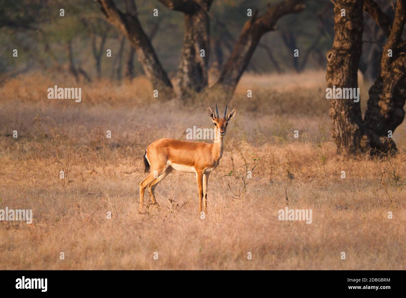 Young Indian bennetti gazelle or chinkara walking and grazing in the ...