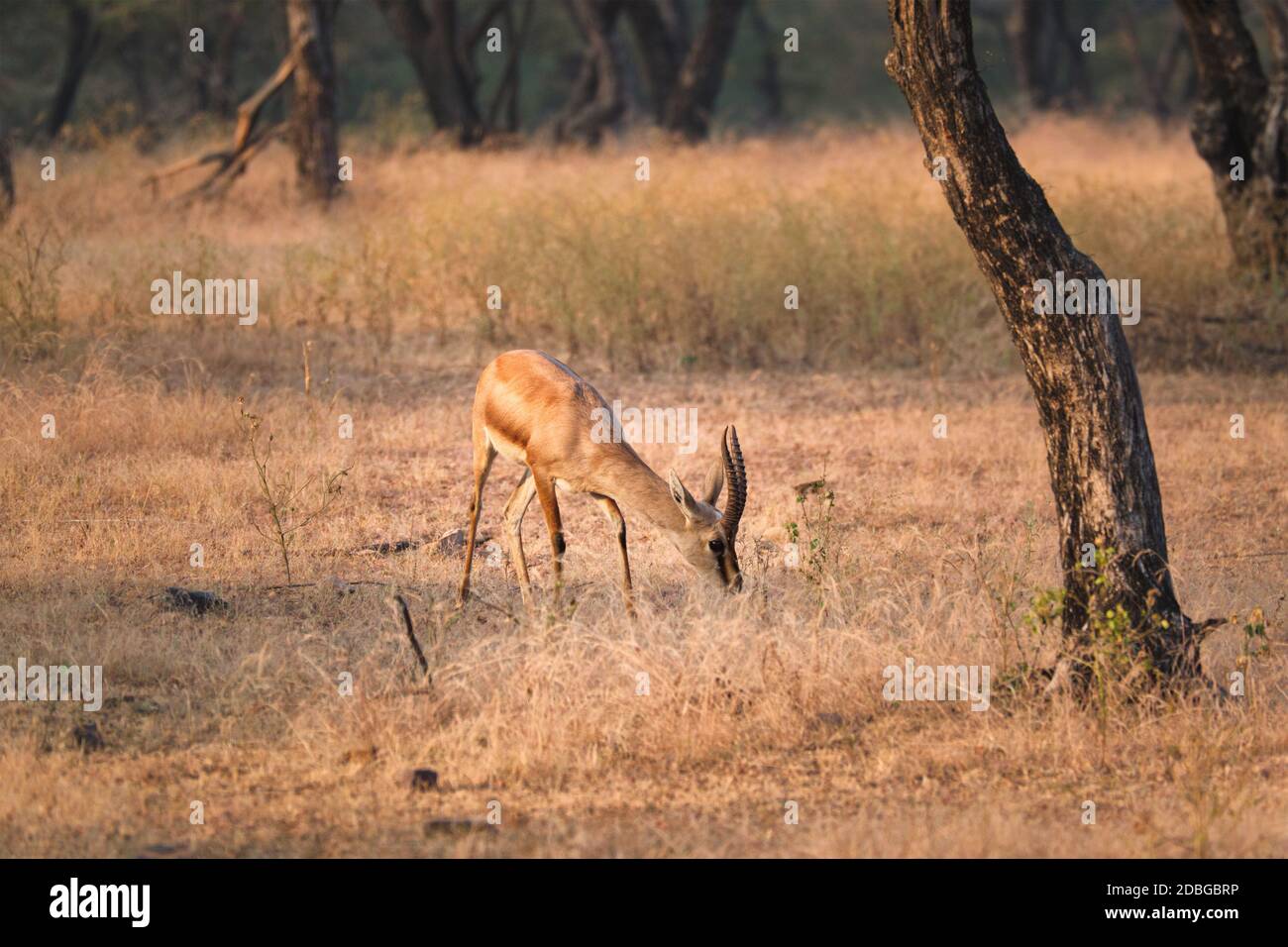 Young Indian bennetti gazelle or chinkara walking and grazing in the ...