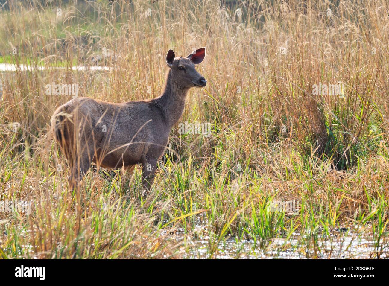 Female blue bull or nilgai is an asian antelope walking in the forest ...
