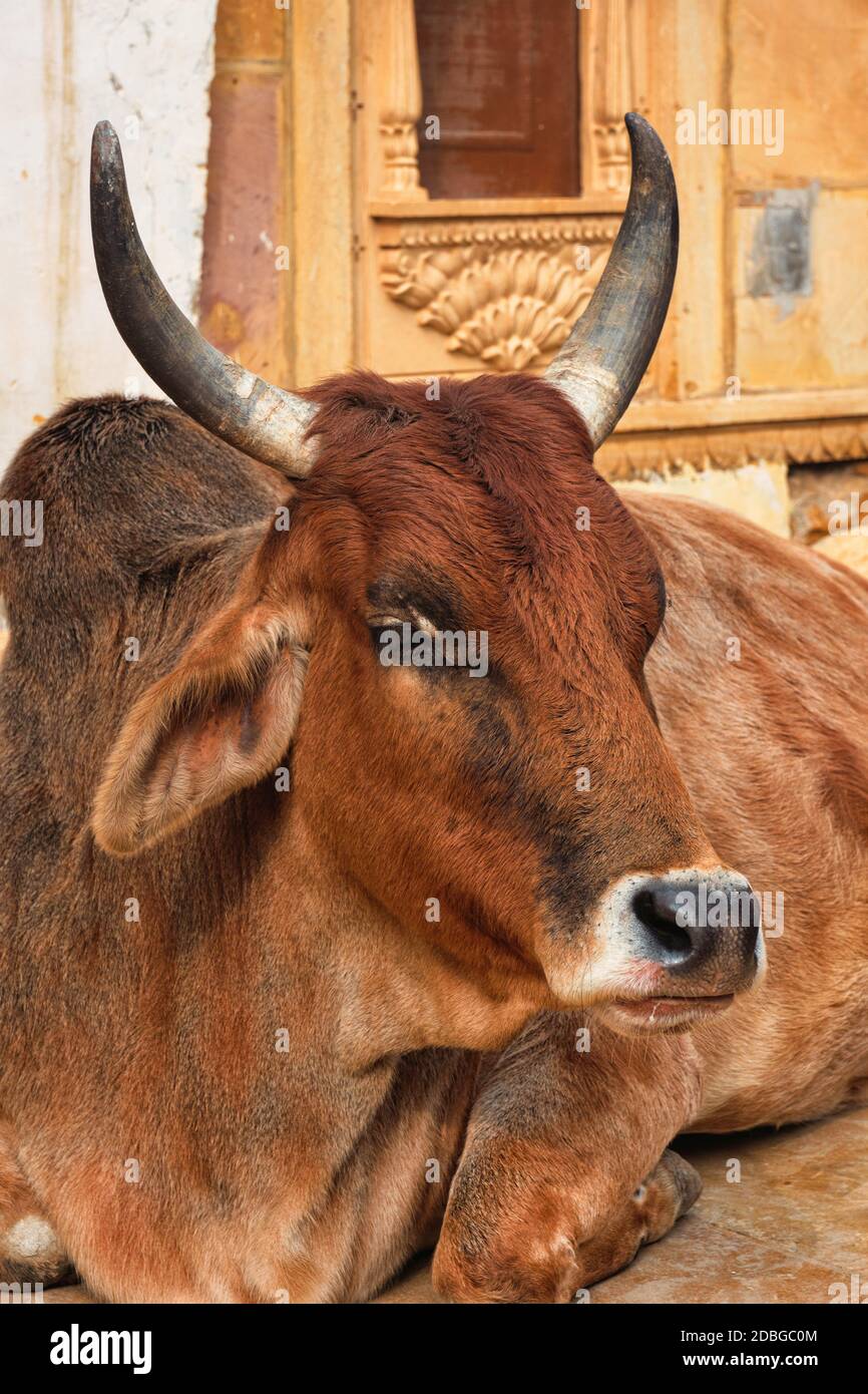 Indian cow resting sleeping in the street. Cow is a sacred animal in ...