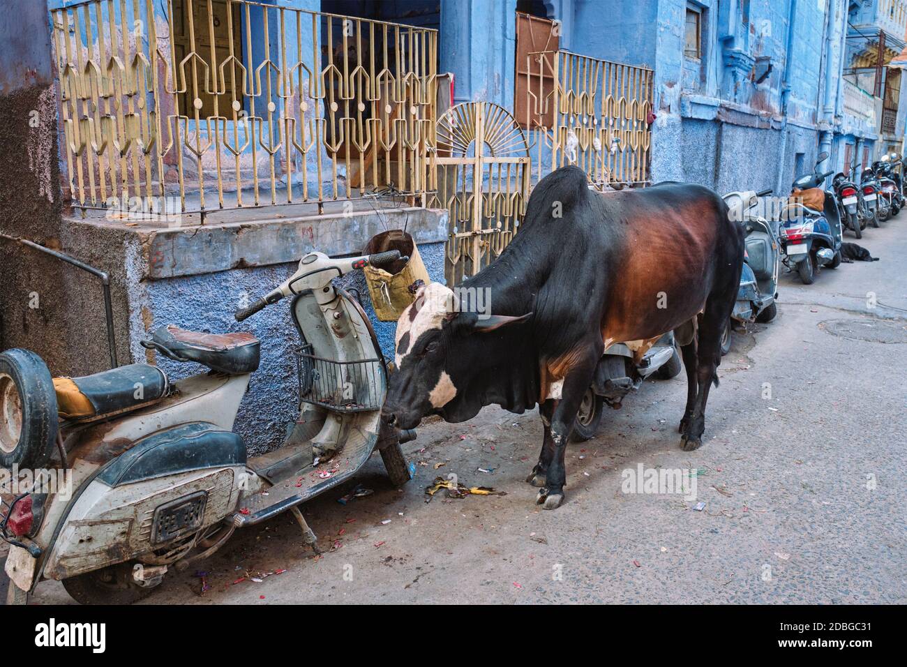 Cow in the street of India. Cow is a holy sacred animal in India ...