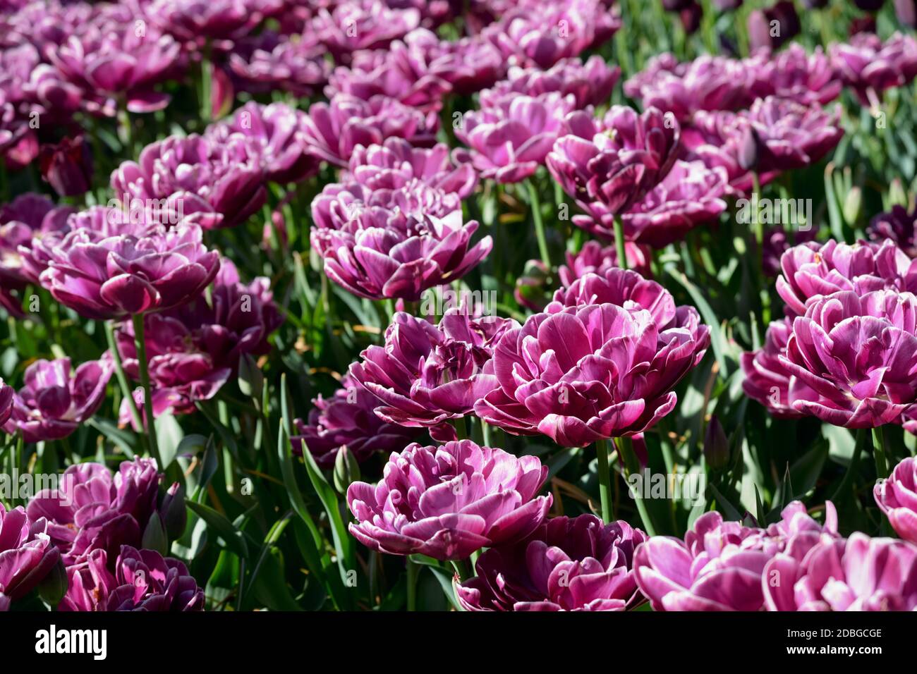 Blooming double late tulips (peony flowered tulips) in Keukenhof garden ...
