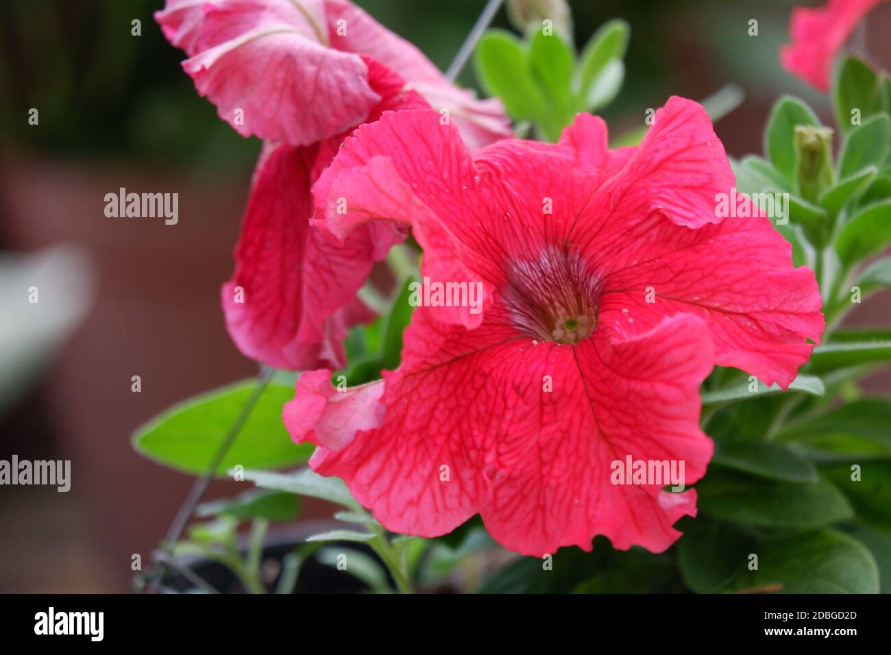 Close up image of red petunia in full bloom in the botanical garden ...