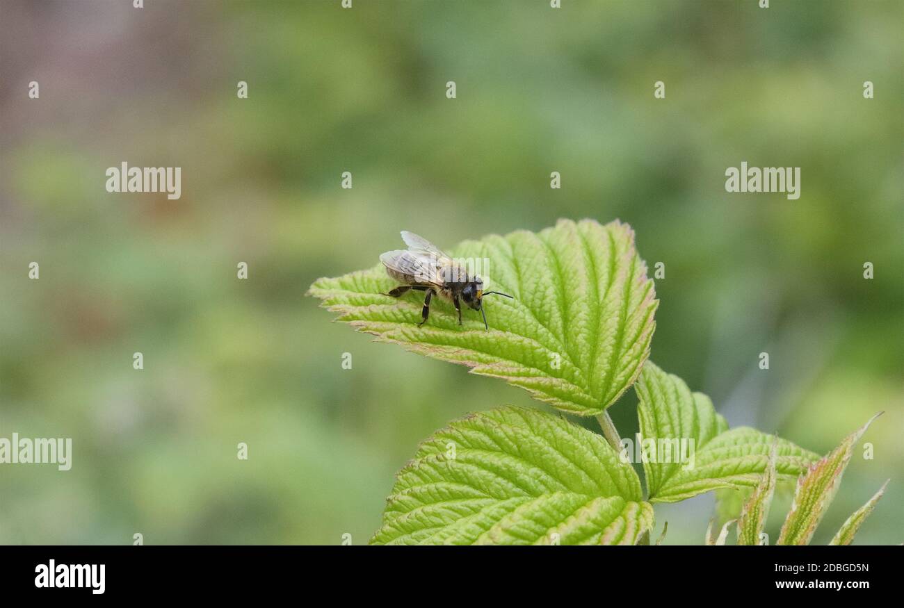 Insect bee sits on a raspberry leaf Stock Photo - Alamy