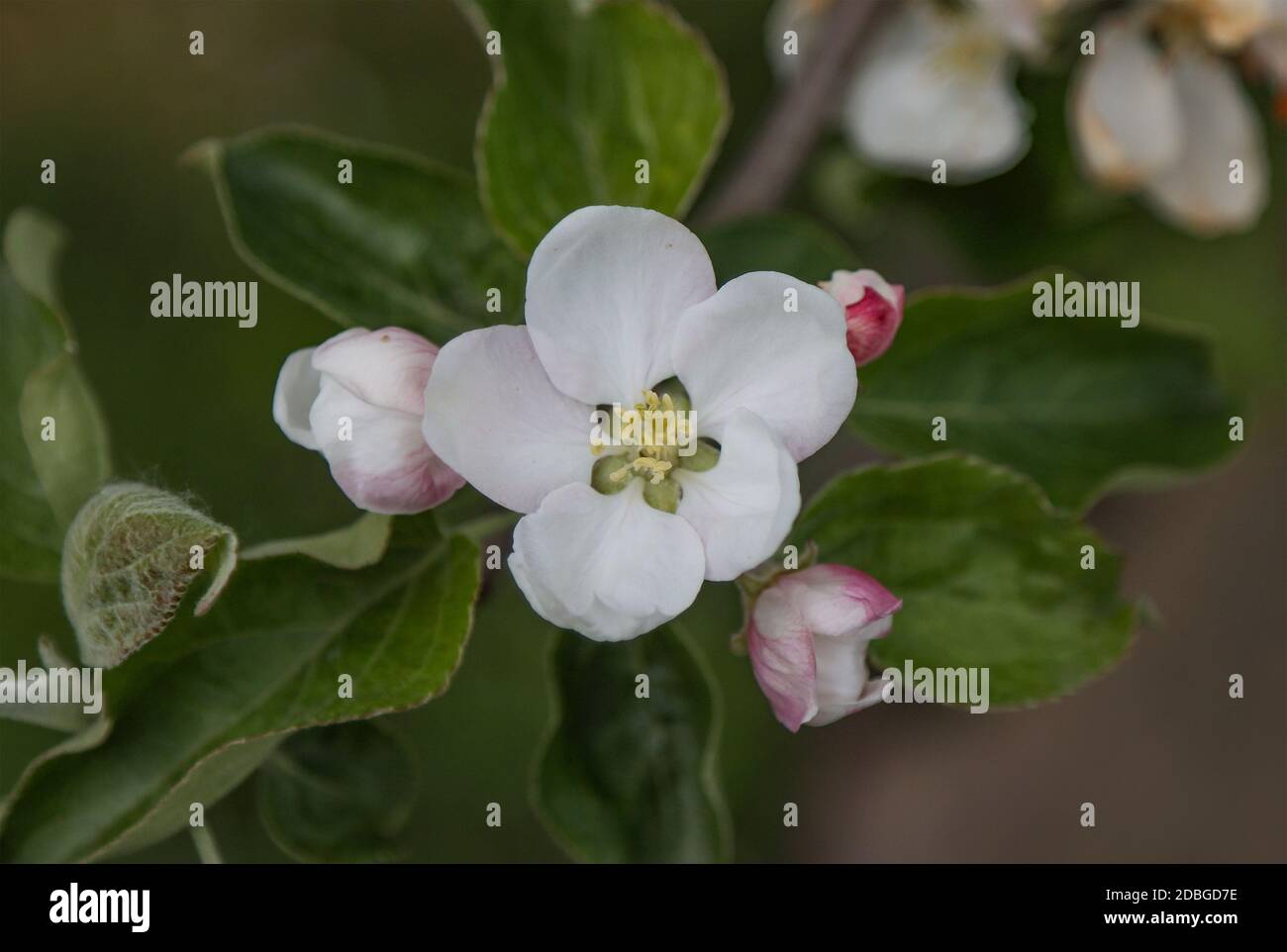 The opened flower of the tree of the apple tree Stock Photo - Alamy