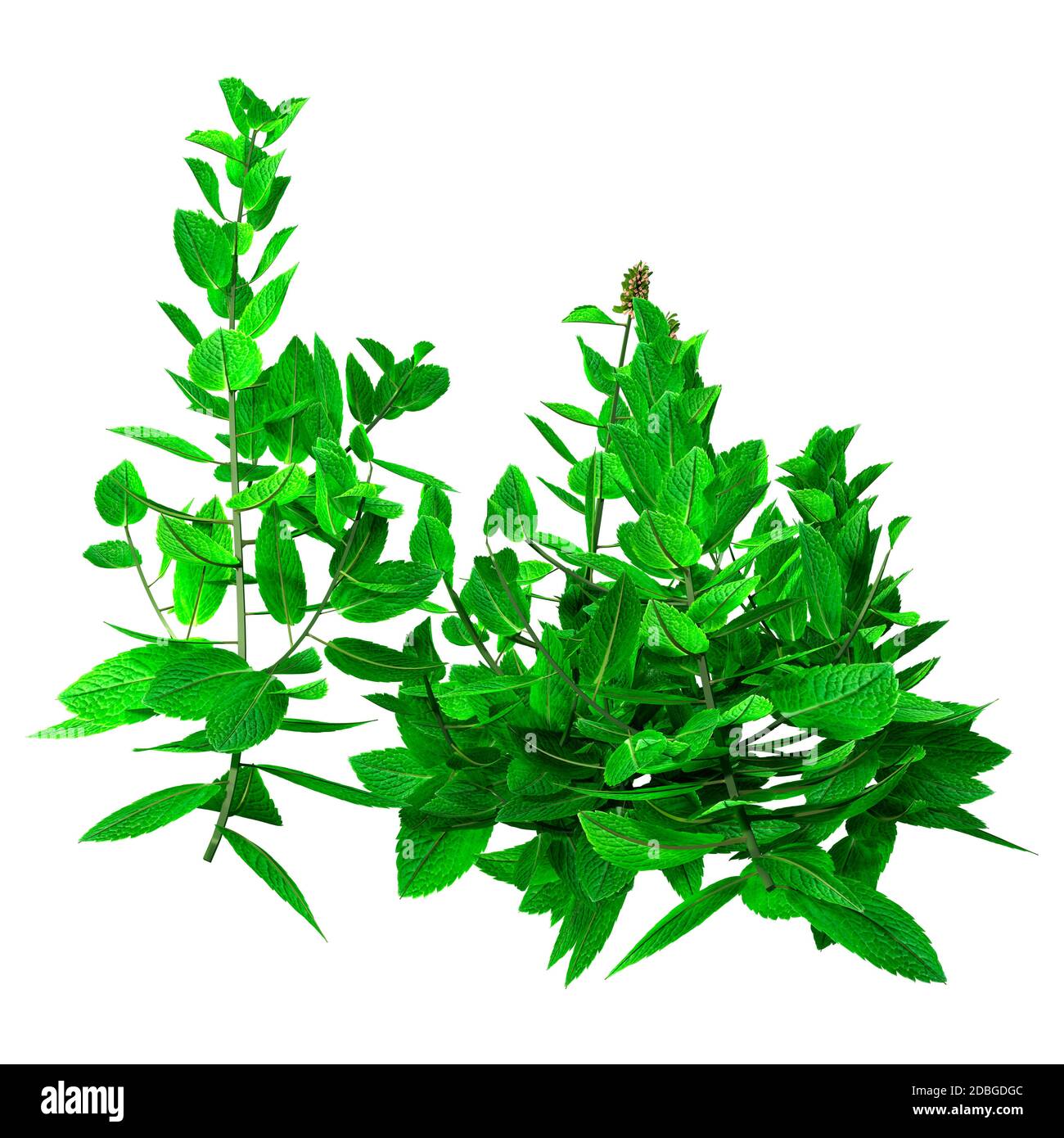 3D rendering of a green mint plant isolated on white background Stock ...