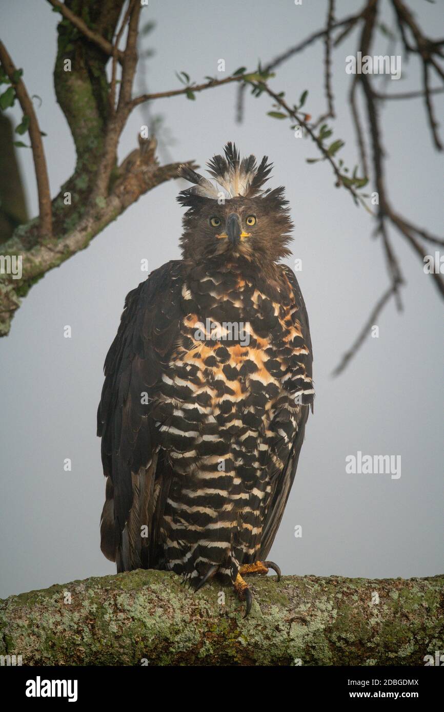 African Crowned Eagle