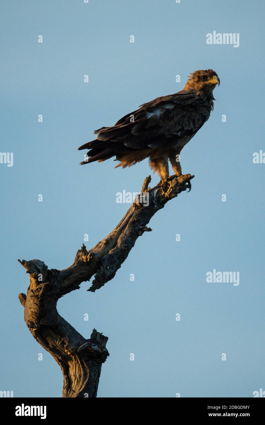 Eagle on dead tree hi-res stock photography and images - Alamy