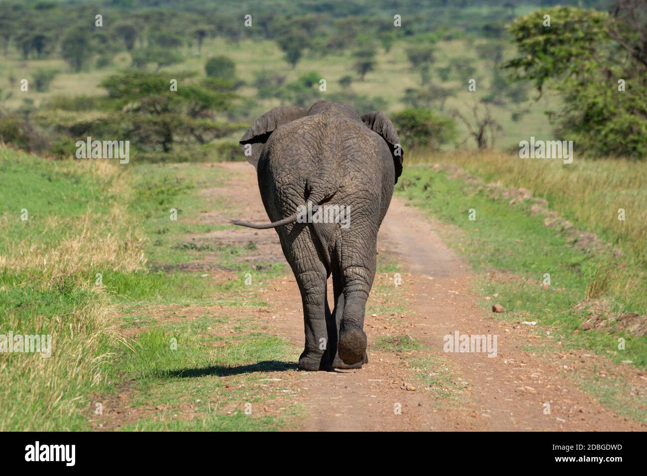 Elephant swinging tail hi-res stock photography and images - Alamy