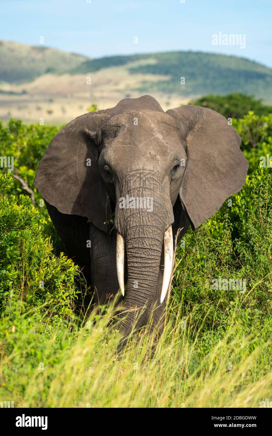 African elephant stands watching camera from bushes Stock Photo - Alamy
