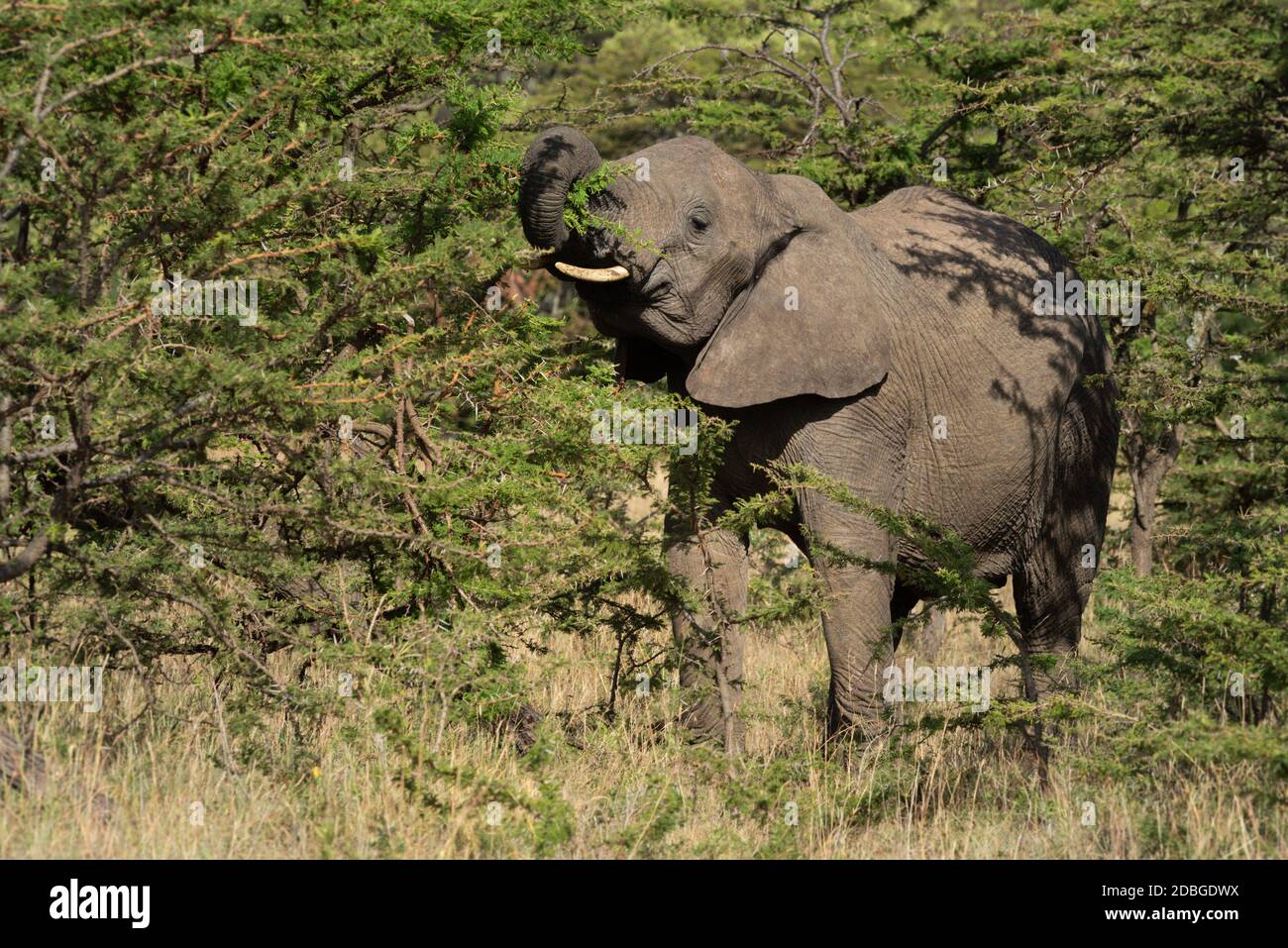 African elephant raising trunk hi-res stock photography and images - Alamy