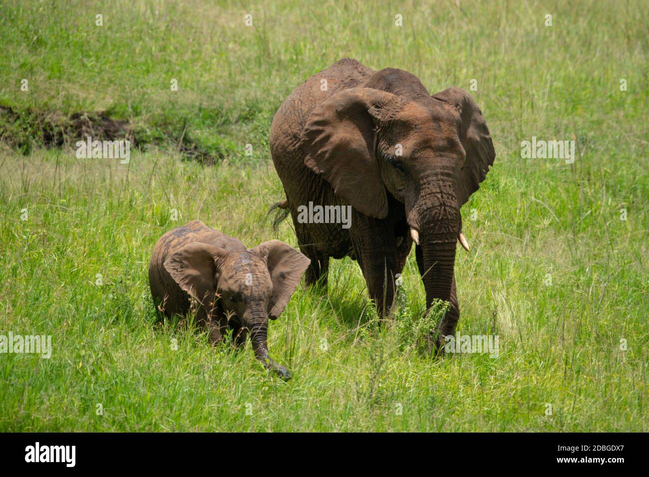 African elephant with baby cross long grass Stock Photo - Alamy
