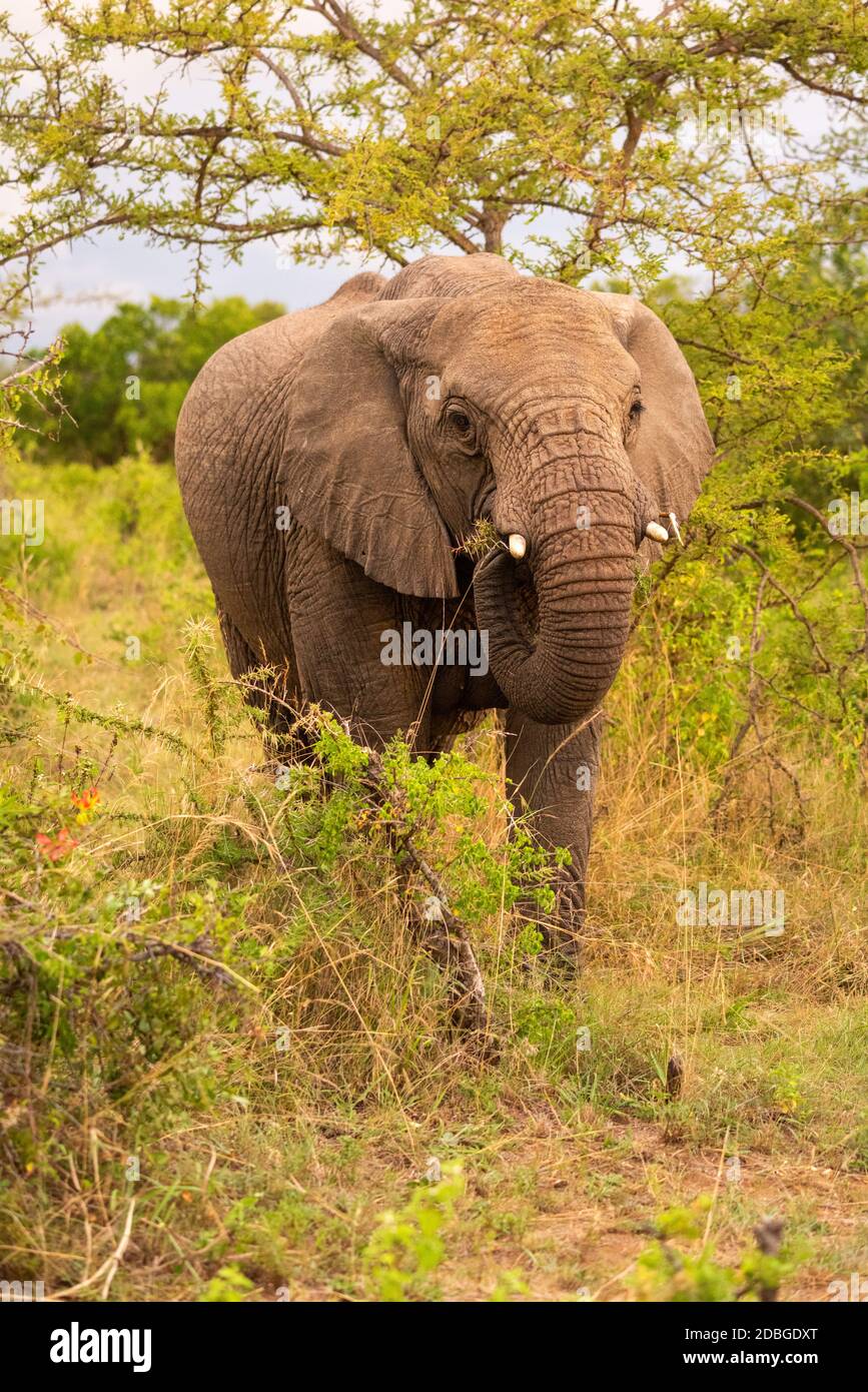 African elephant tree branch hi-res stock photography and images - Alamy