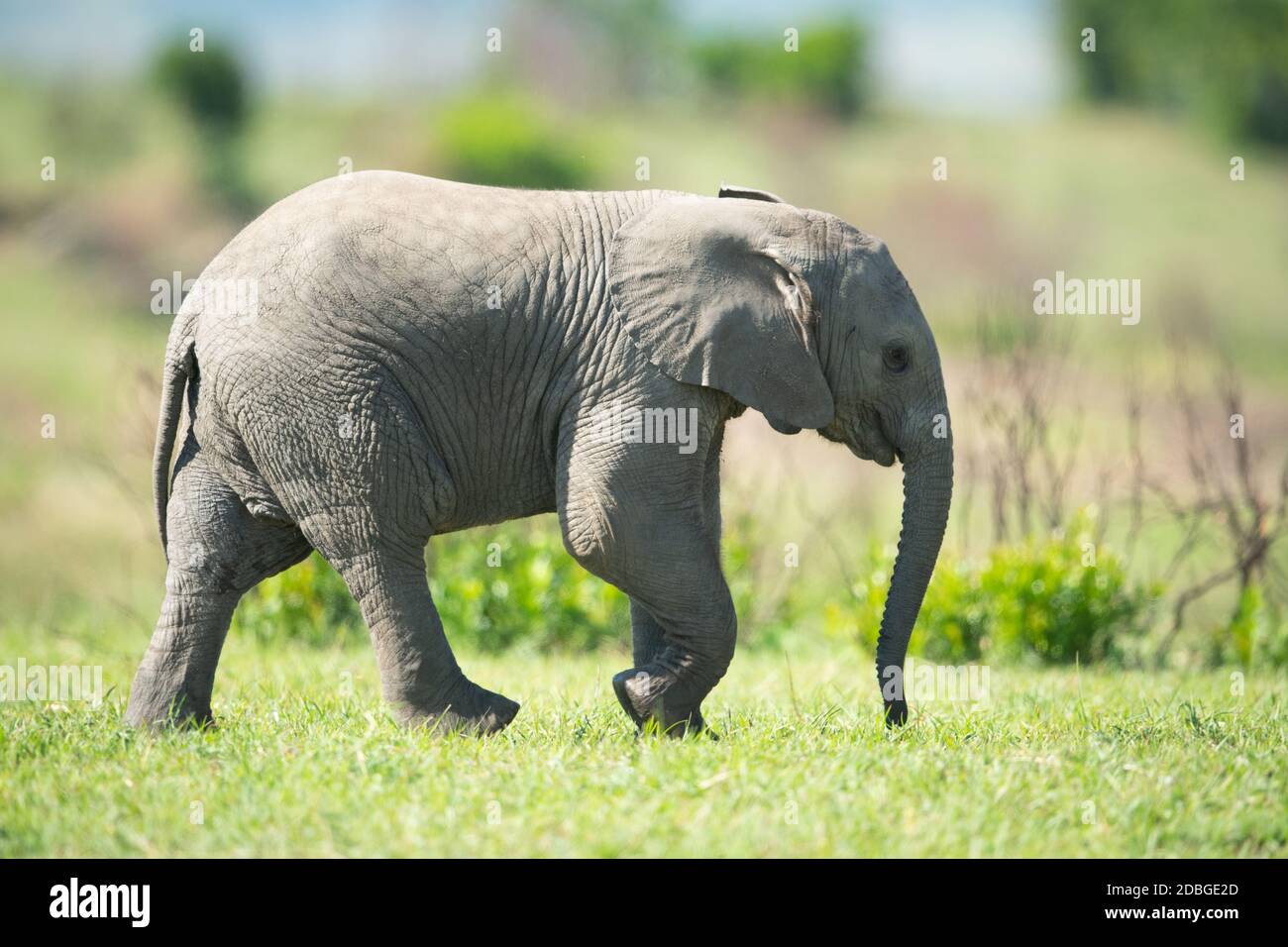 Baby elephant lifts foot while crossing grass Stock Photo - Alamy