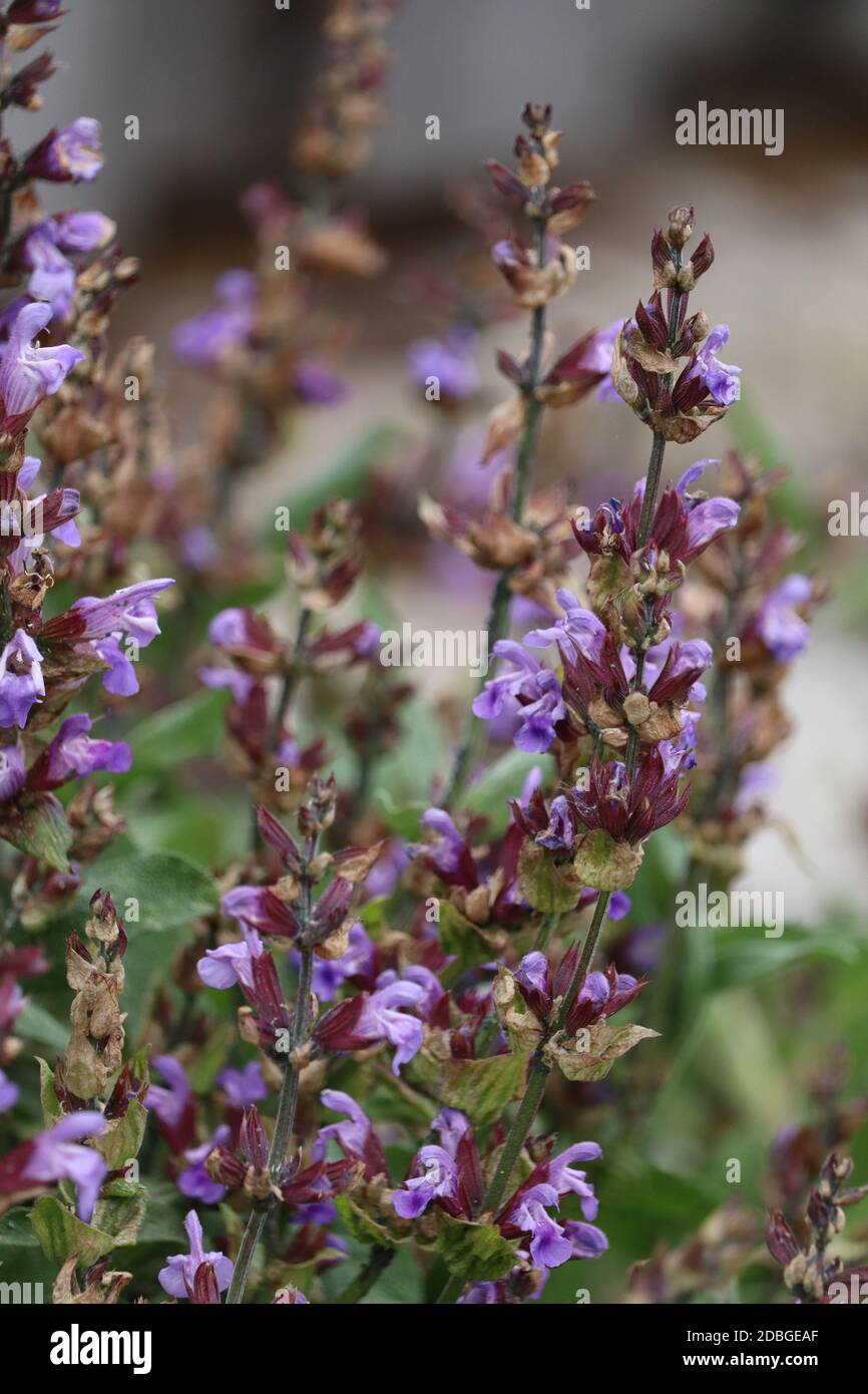 Sage violet hi-res stock photography and images - Alamy