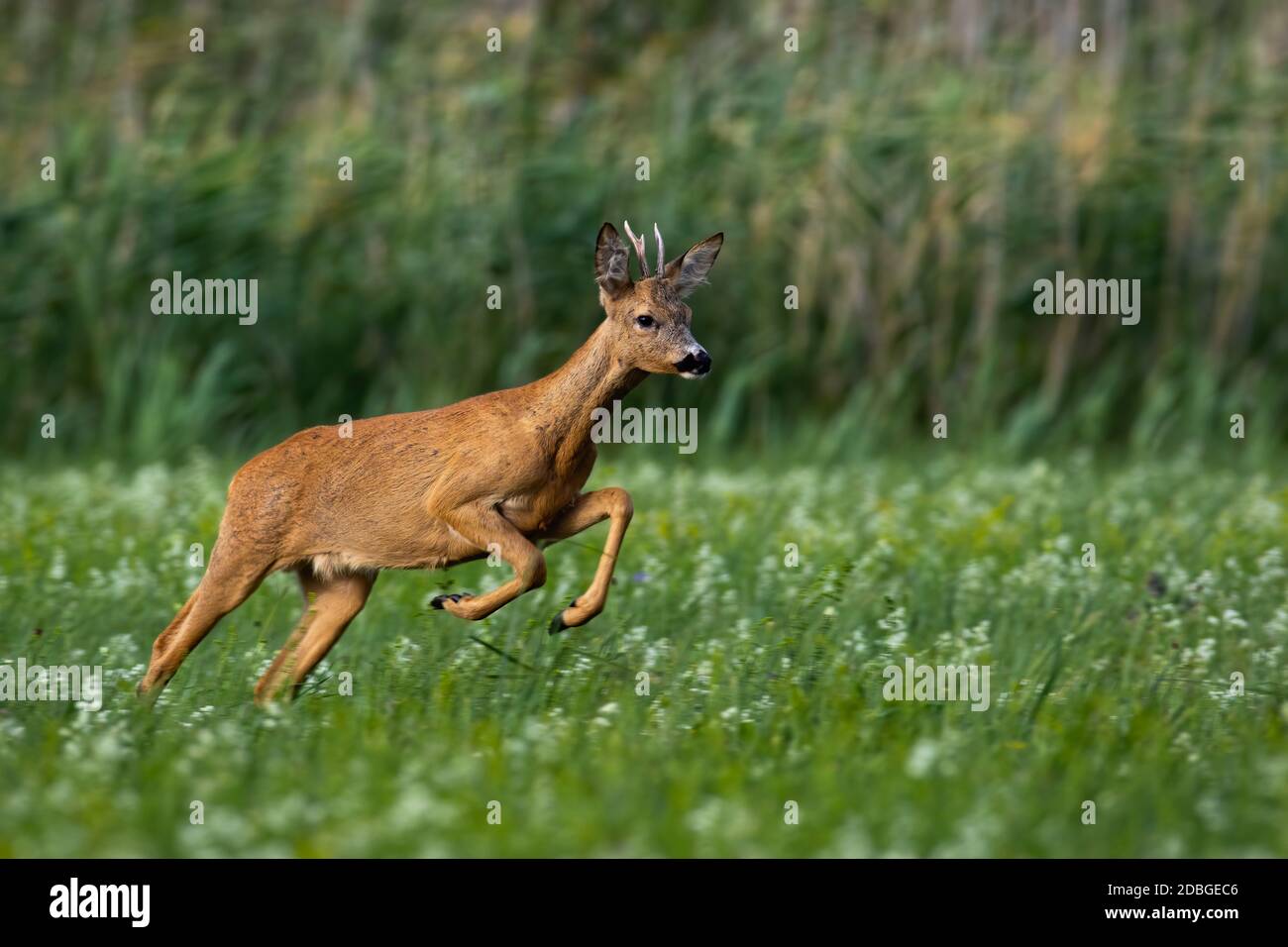 roe deer, capreolus capreolus, buck running fast on meadow with green ...