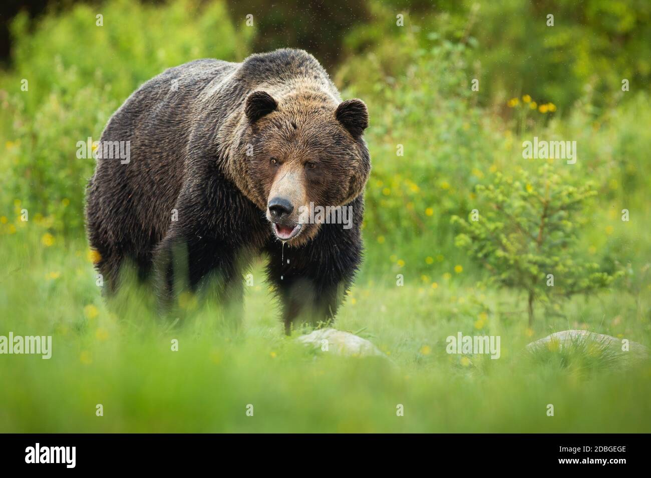Slobbering hi-res stock photography and images - Alamy