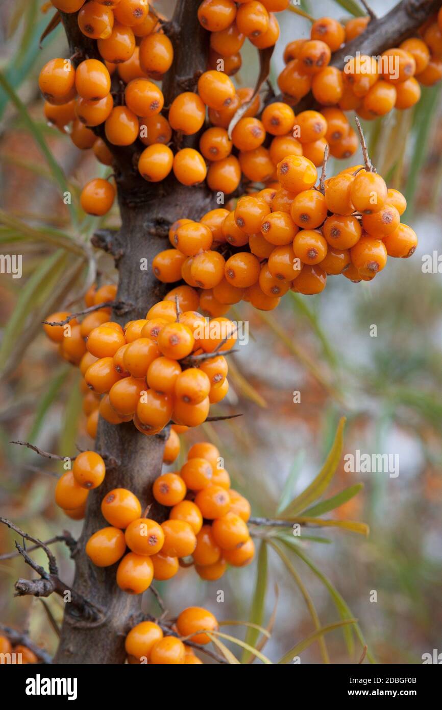 Sea buckthorn growing on a tree close up (Hippophae rhamnoides Stock ...