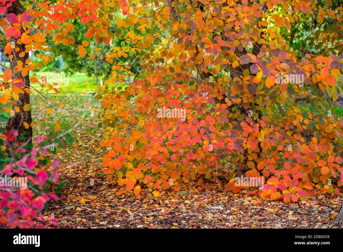 Stunning fall foliage in park as leaves change colour during Autumn ...