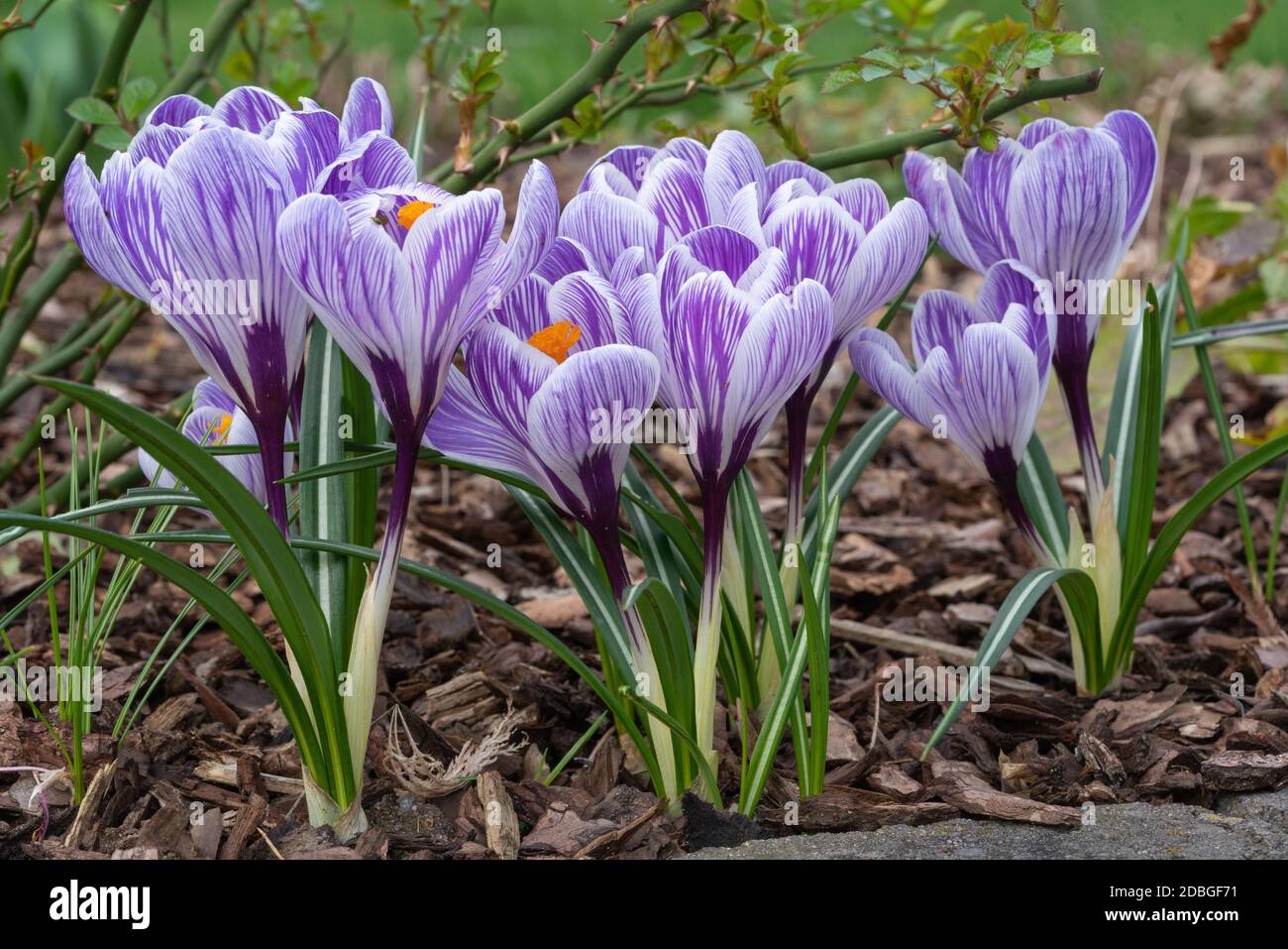 Crocus, close up of the flowers of the spring Stock Photo - Alamy