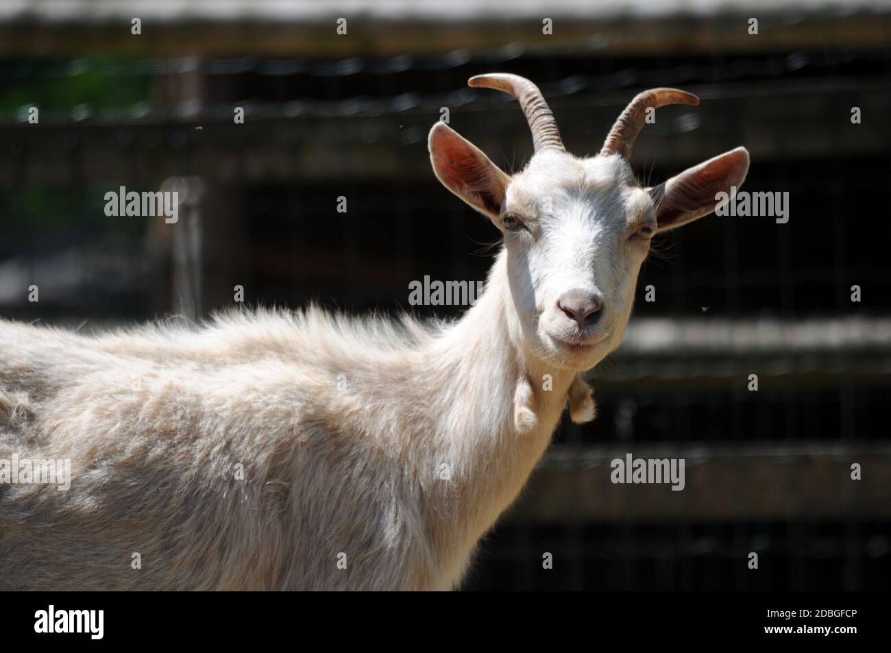 Portrait goat hi-res stock photography and images - Alamy