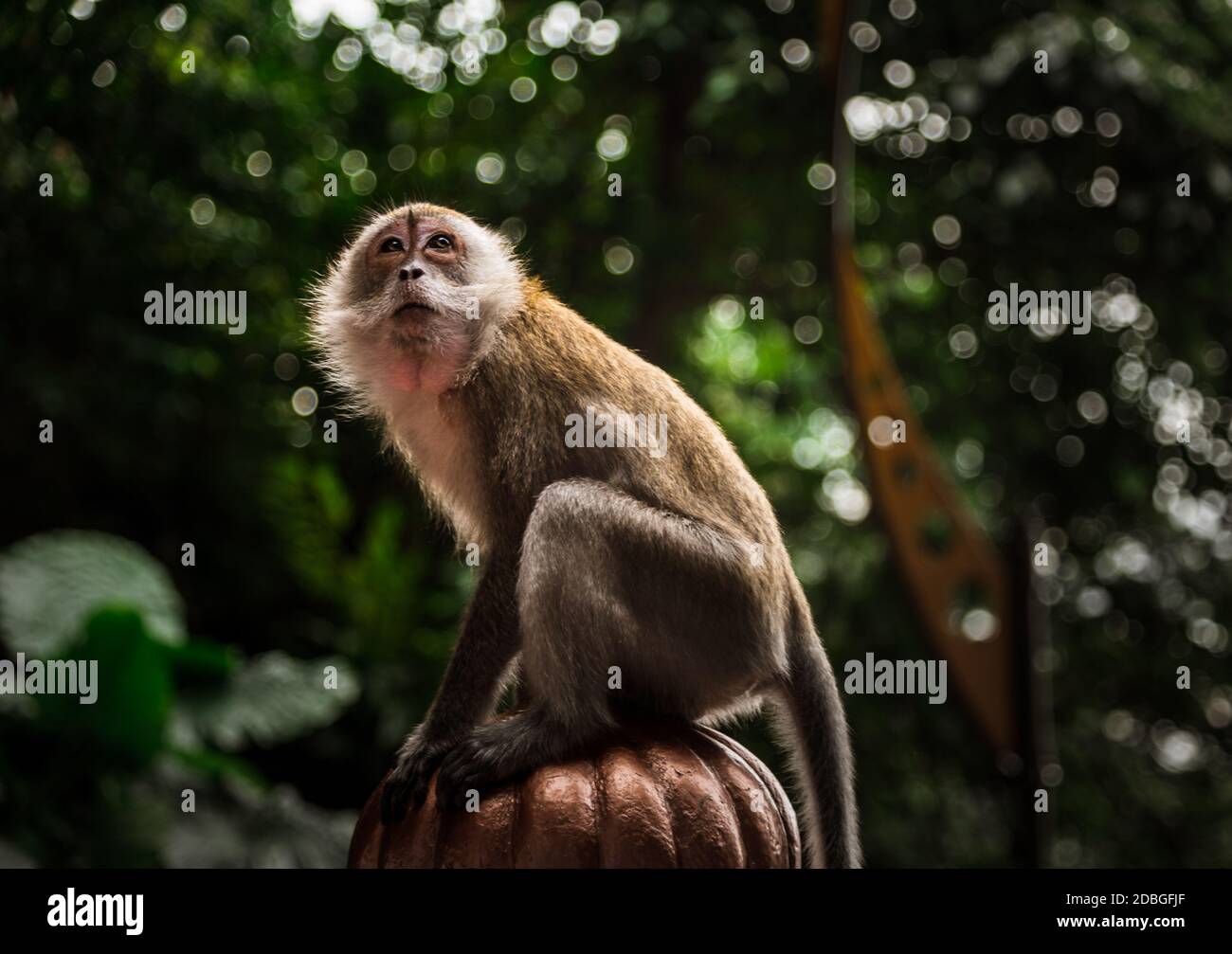Monkey cave hi-res stock photography and images - Alamy