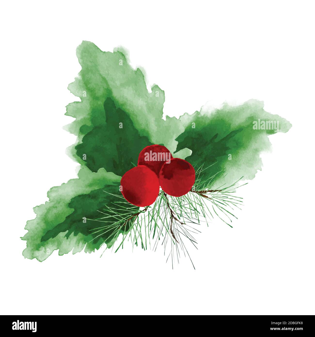 Holly and pine leaves watercolor hand-painted isolated on white ...