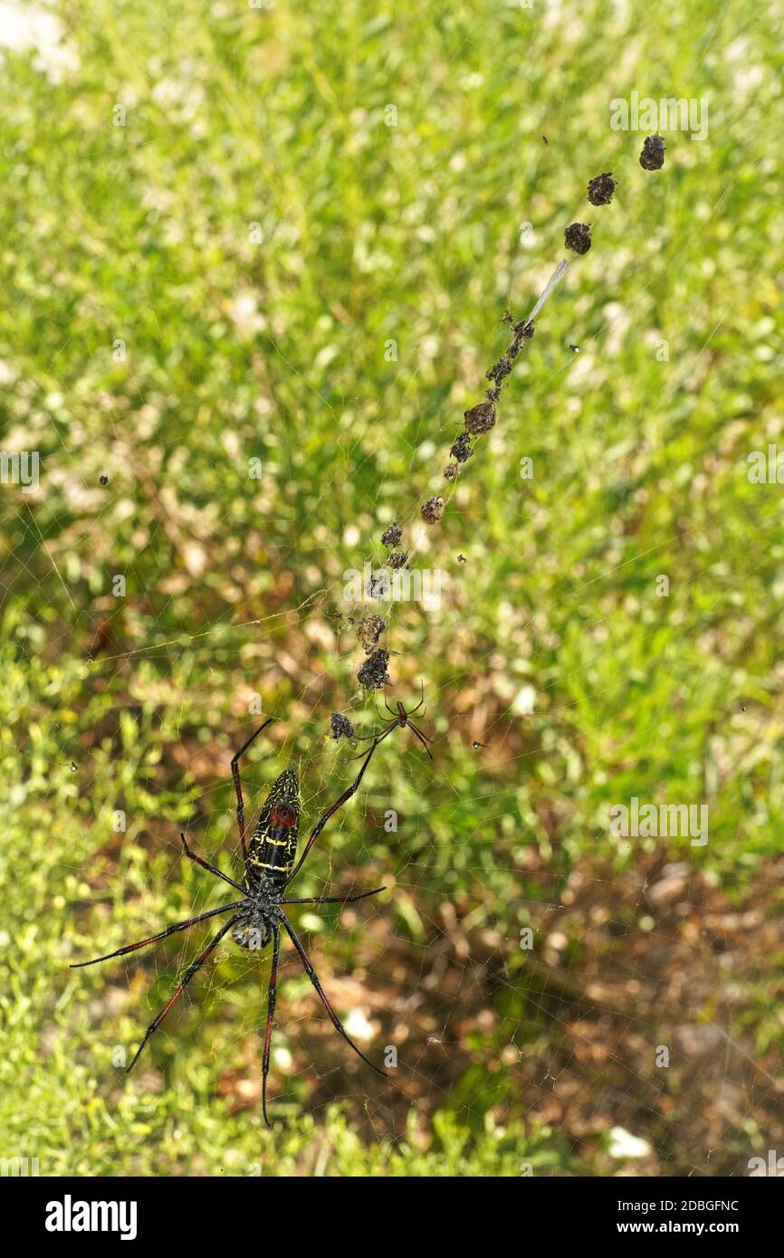 Red legged golden orb weaver spider female - Nephila inaurata ...