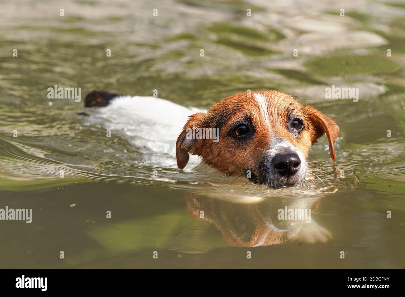 Small Jack Russell terrier swimming in river, only her head visible ...