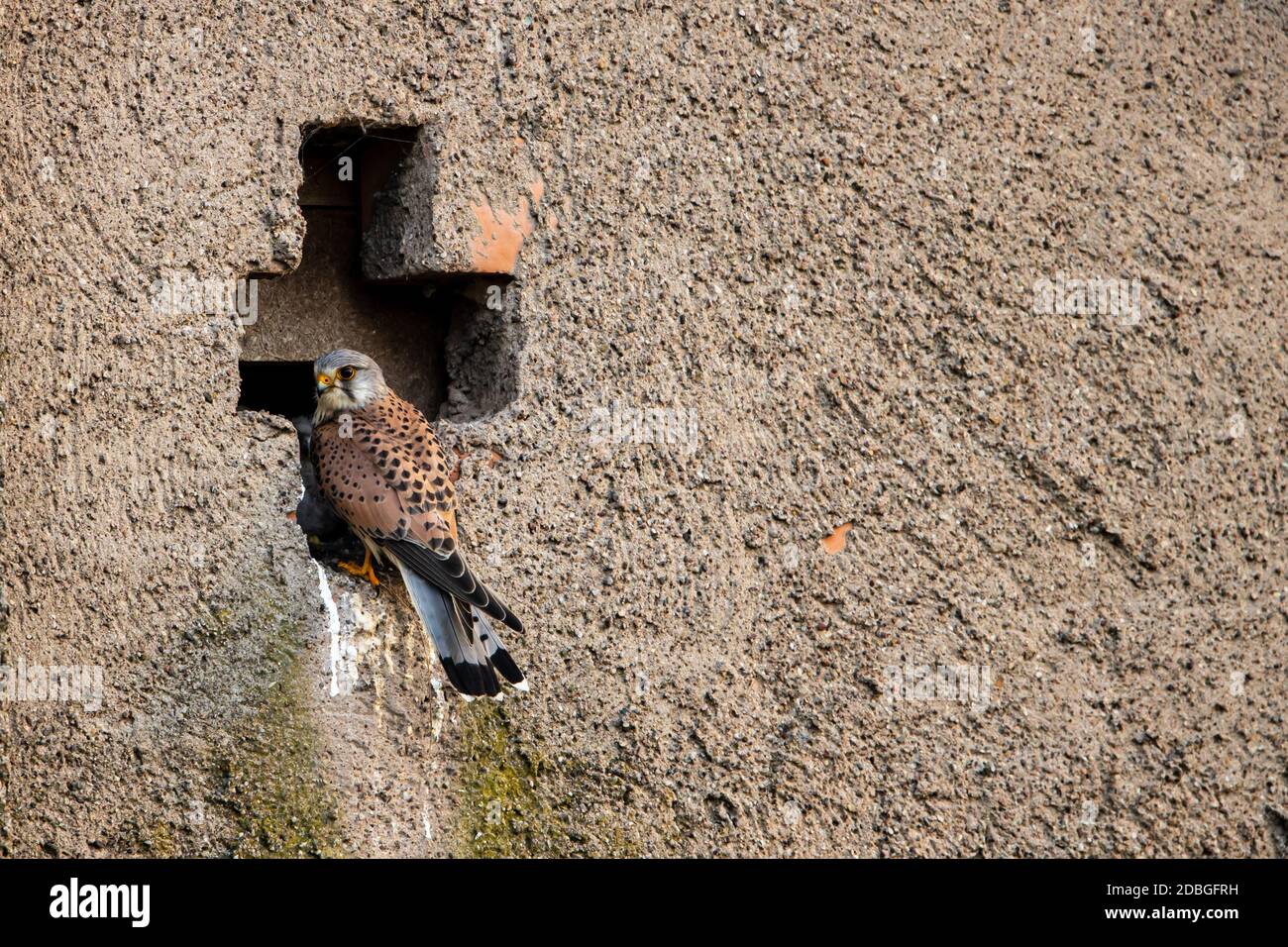 A Kestrel at the breeding cave Stock Photo - Alamy