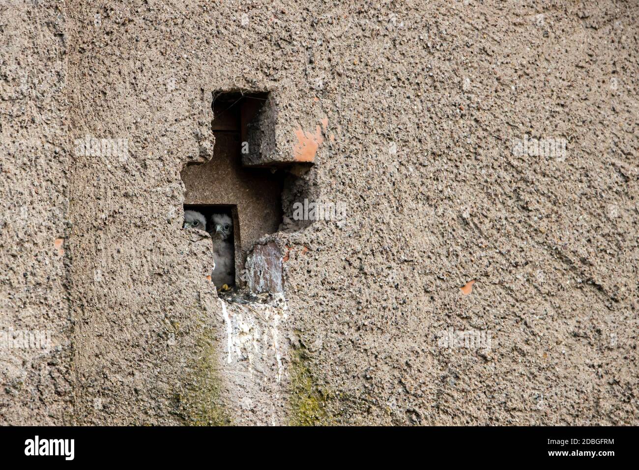 Young Kestrel in the breeding cave Stock Photo - Alamy