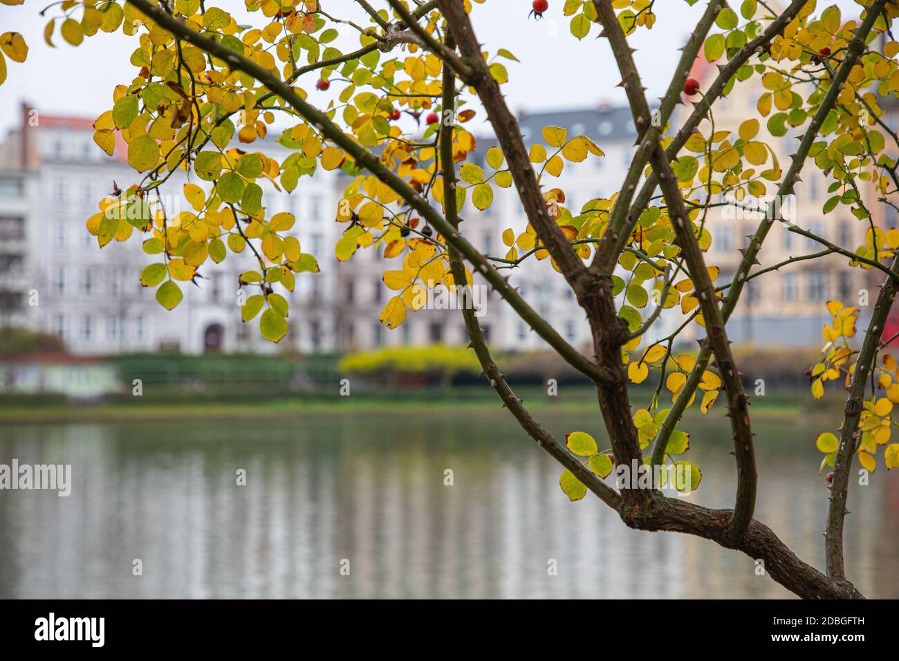 Berlin city tree hi-res stock photography and images - Alamy