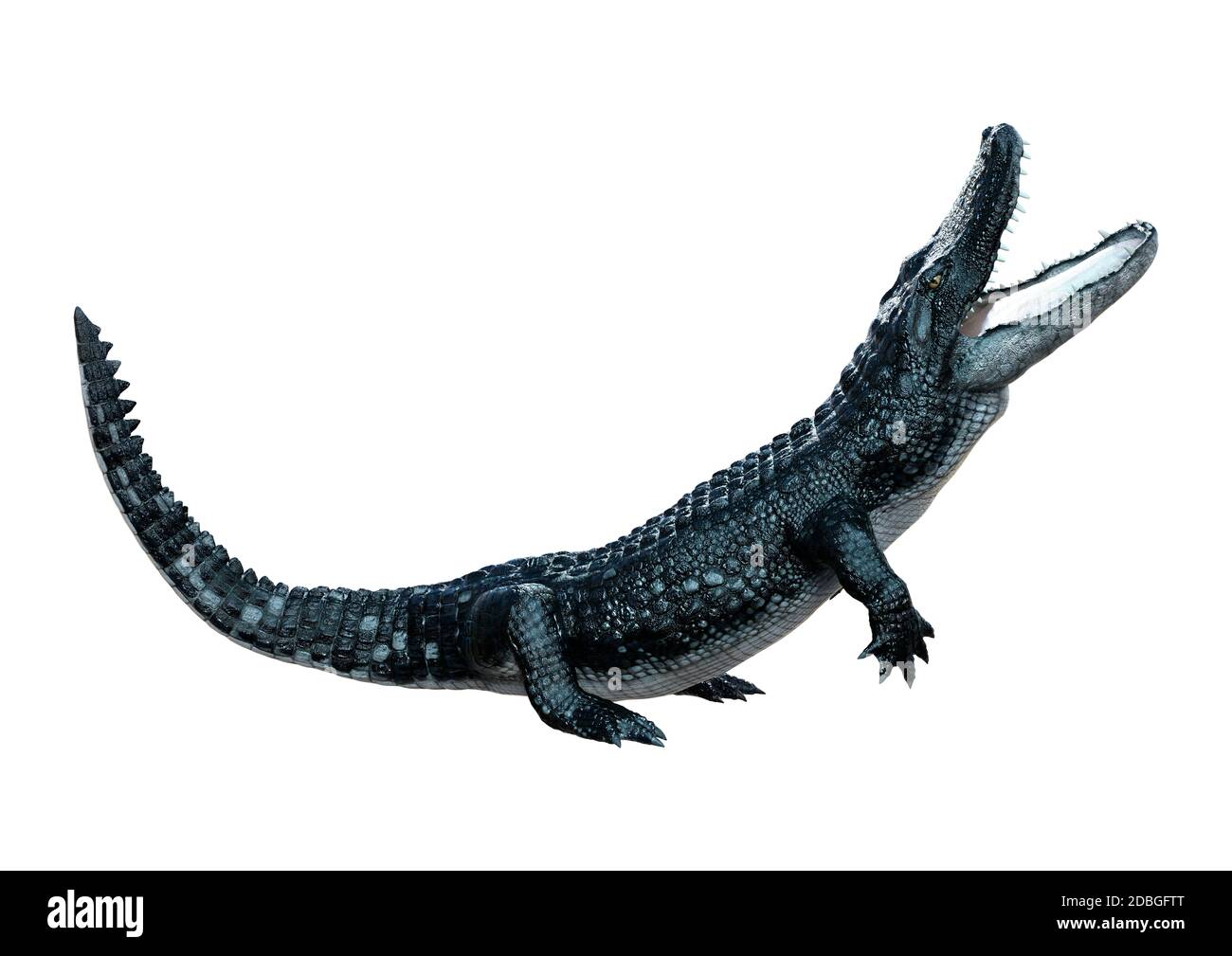 3D rendering of a black alligator isolated on white background Stock ...