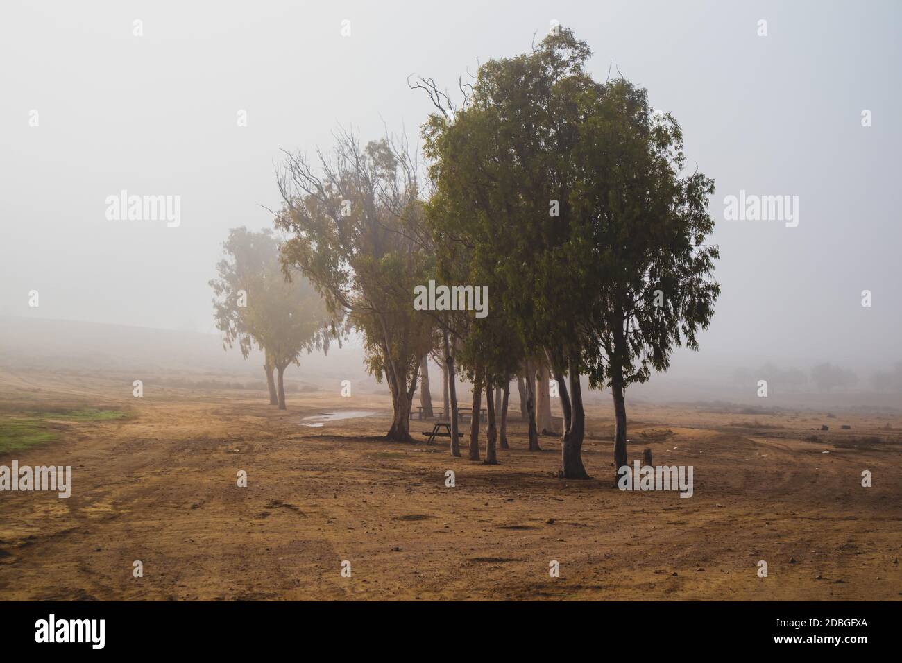 a trees in the desert in the fog Stock Photo - Alamy